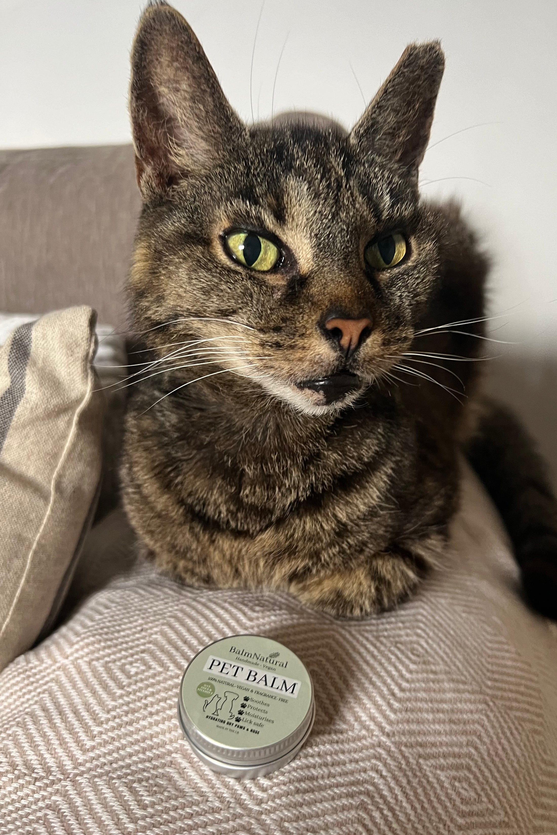 Vegan Pet Balm, Cats and Dogs, Cracked Paws and Nose – BalmNatural